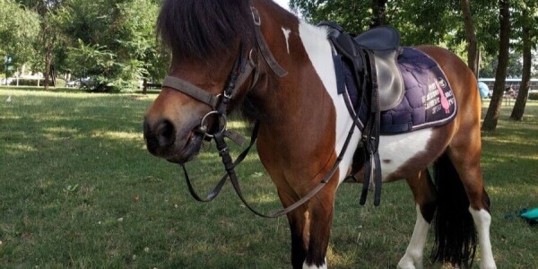 Poni konj - Domaće životinje - Poljoprivredni oglasnik | Agroklub.rs