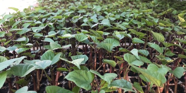 Sadnice batata i ukrasnog batatat - Sadni materijal - Poljoprivredni ...