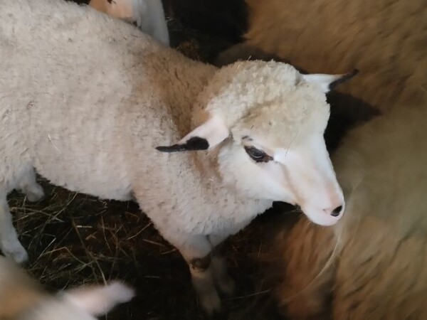 Prodajem jagnje - Domaće životinje - Poljoprivredni oglasnik | Agroklub.com
