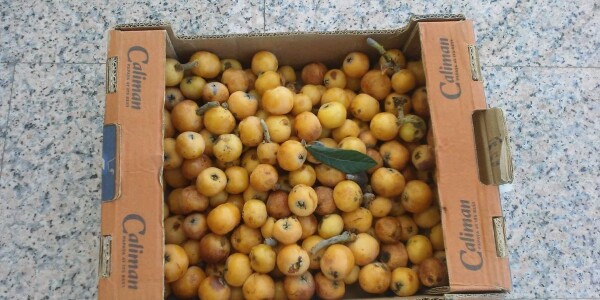 Prodajem sadnice Nešpula/ Španjolska sorte - Voćne sadnice ...