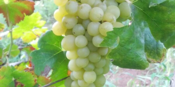 Rakija loza (GROZDA) - hercegovačka - Vina, likeri i rakije ...