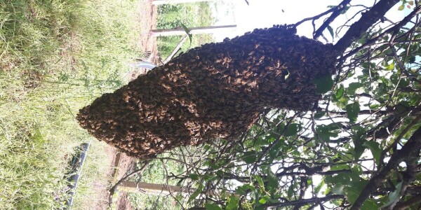 Roj pčela - Domaće životinje - Poljoprivredni oglasnik | Agroklub.com