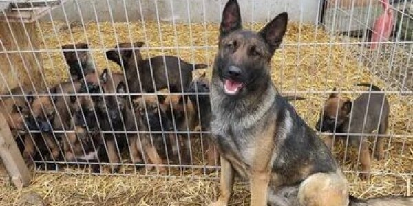 Štenci Belgijskog ovčara Malinoa - Domaće životinje - Poljoprivredni ...