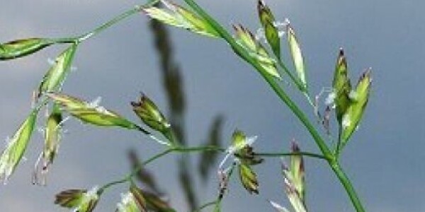 Vlasulja livadna (Festuca pratensis Huds.) - Sjemenska roba ...