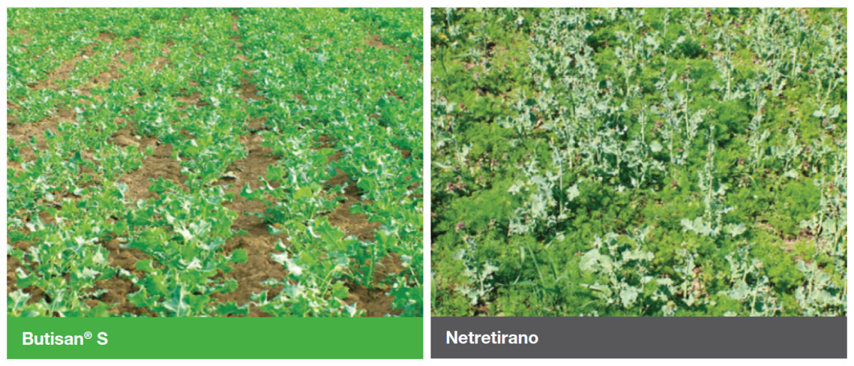[Zaštita uljane repice] Butisan® S - Važan je dobar start! - Zaštitna ...