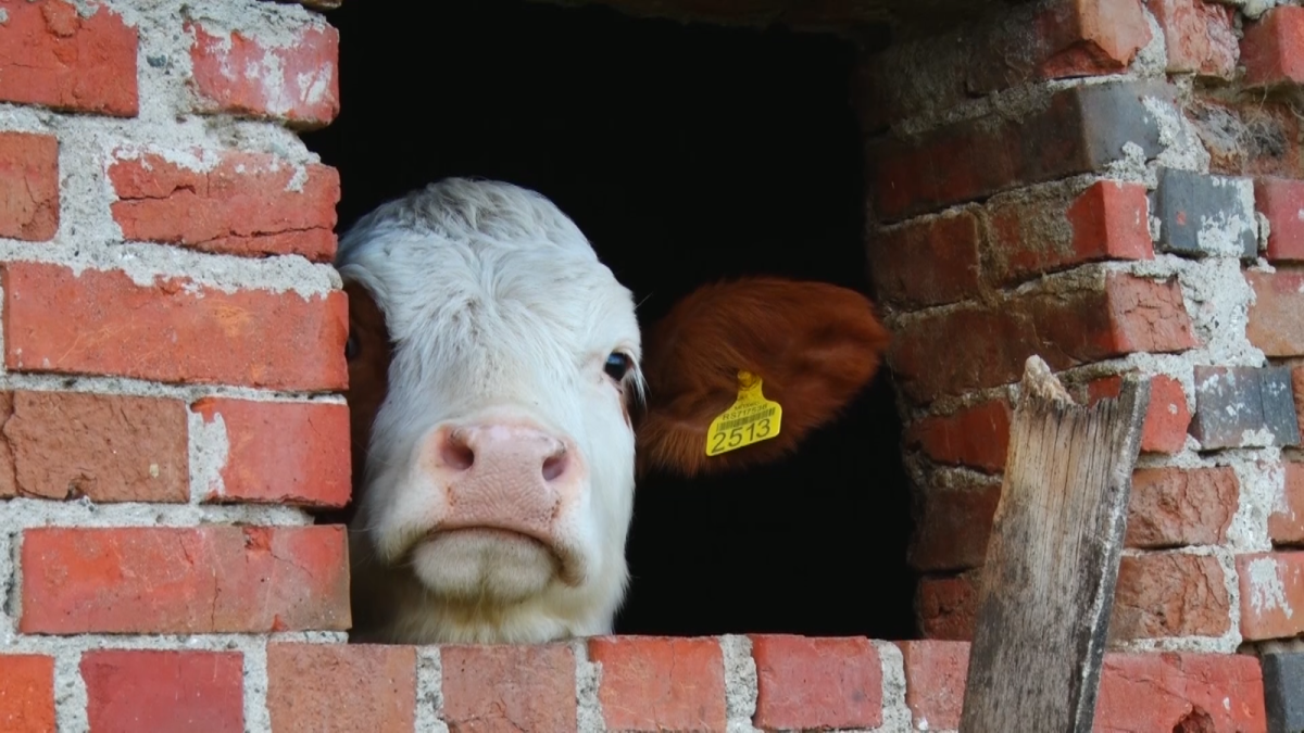 Farma mlečnih krava - Simićevo - Foto prilozi | Agroklub.rs