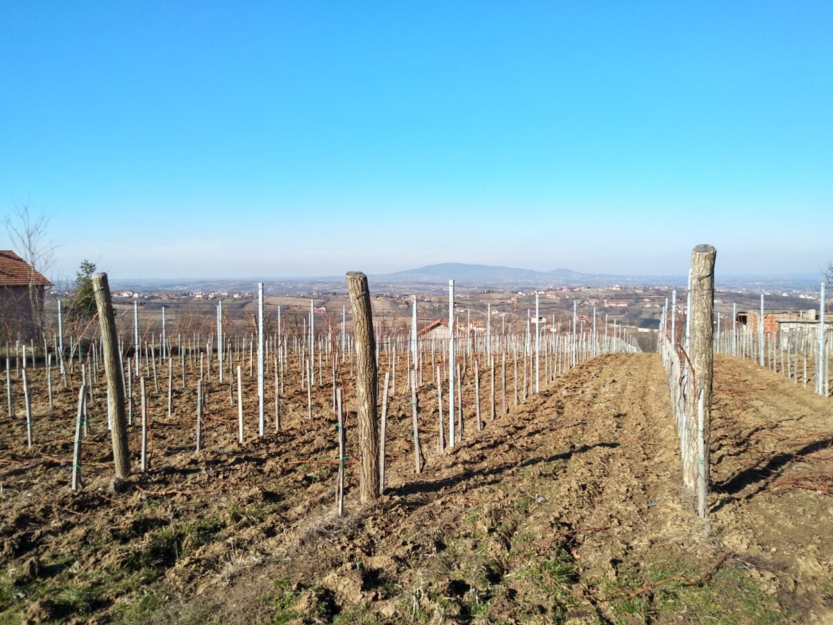 Rezidba vinograda - Foto prilozi | Agroklub.rs