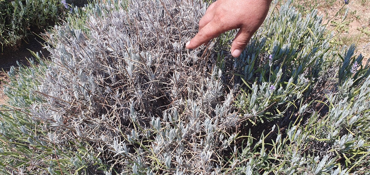 Što napraviti kad se lavanda suši? - Fotoprilozi | Agroklub.com