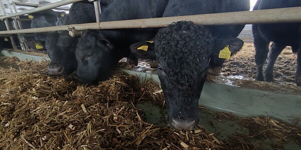 Farma angus goveda, Novi Slankamen - Foto prilozi | Agroklub.rs