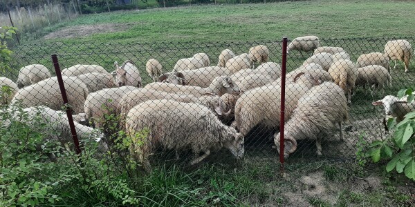Sjenička ovca najbrojnija u Srbiji - Foto prilozi | Agroklub.rs