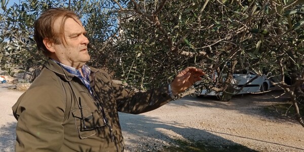 masline, Lun - Fotoprilozi | Agroklub.com