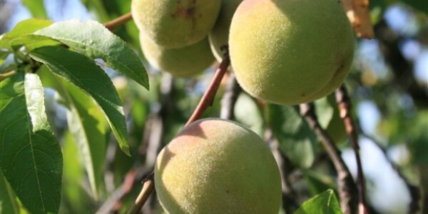 Breskve - Fotoprilozi | Agroklub.com