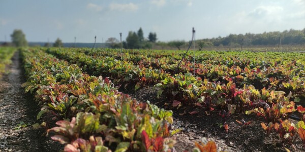 Bio-zrno d.o.o. eko imanje - Fotoprilozi | Agroklub.com
