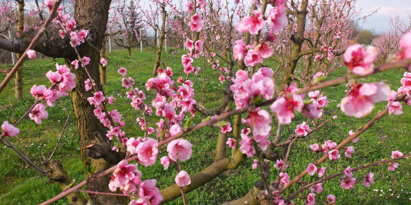 Rane sorte su isplativije, ali i izazov - Fotoprilozi | Agroklub.com