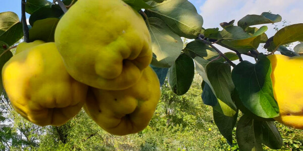 Dunje - Foto prilozi | Agroklub.rs