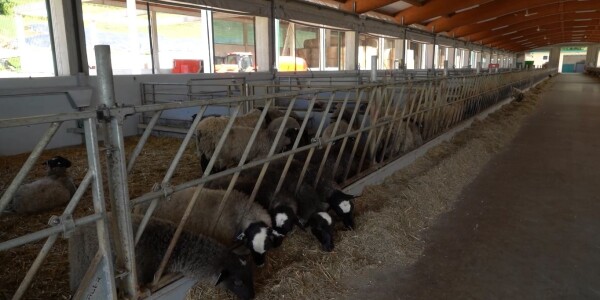 Farma ovaca "Hacienda de la Vida" - Fotoprilozi | Agroklub.ba