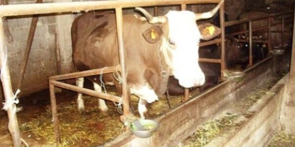 Tradicionalne farme u BiH - Fotoprilozi | Agroklub.com