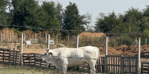 Goveda Kijanina - Foto prilozi | Agroklub.rs