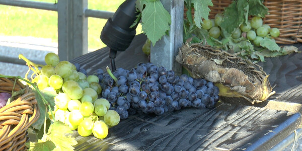 Berba grozdja - Foto prilozi | Agroklub.rs