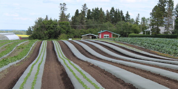 Kanada, velika zemlja rastućeg agrara - Foto prilozi | Agroklub.rs