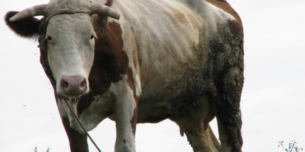 stocarstvo pri visokim temperaturama - Fotoprilozi | Agroklub.com