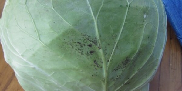 Kupusijada deo slow food-a - Foto prilozi | Agroklub.rs