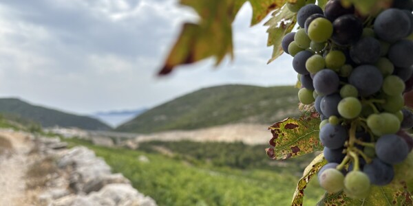 Frano Miloš: Od rijetkih berbi do premium vina - Fotoprilozi | Agroklub.com