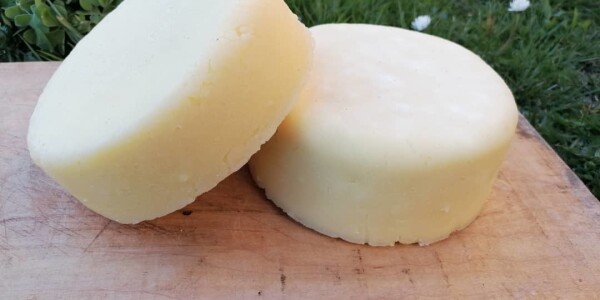 Kačkavalj Tadića - Foto prilozi | Agroklub.rs