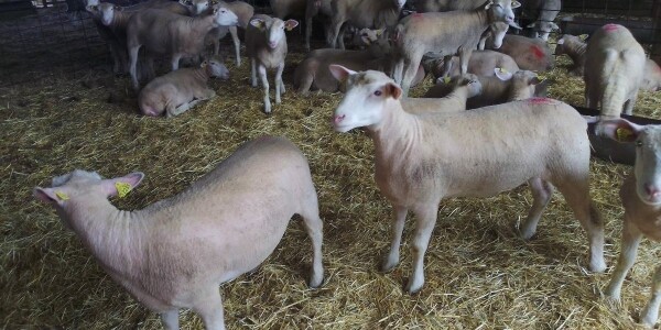 Il de France ovce na OPG-u Saše Horvata - Fotoprilozi | Agroklub.com