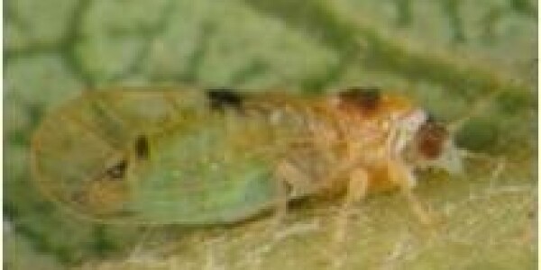 Kruškina buha i kako protiv nje? - Fotoprilozi | Agroklub.com