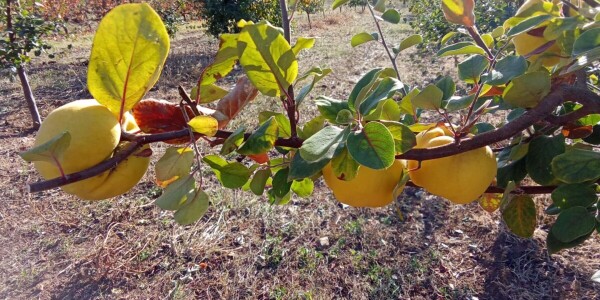 Berba dunje - Foto prilozi | Agroklub.rs