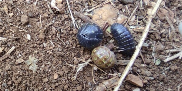 Kopnene babure - Fotoprilozi | Agroklub.com