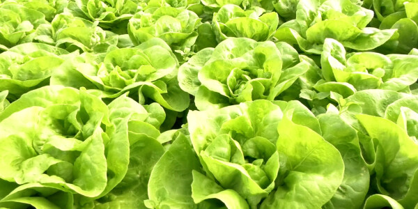 zelena salata - Foto prilozi | Agroklub.rs