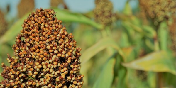 KWS sirak - Fotoprilozi | Agroklub.com