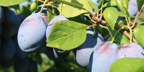 Šljive - Fotoprilozi | Agroklub.com