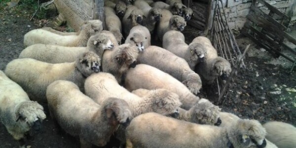 Svrljiška ovca - Fotoprilozi | Agroklub.com