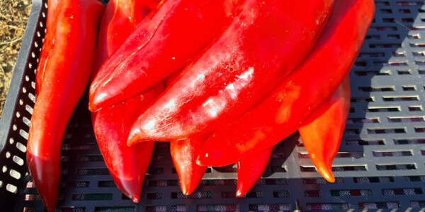 Autohtona paprika roga - Foto prilozi | Agroklub.rs