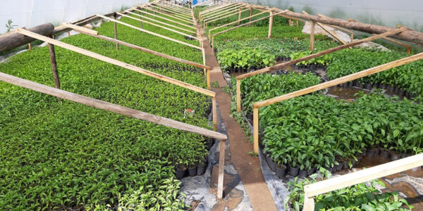 Rasad - Foto prilozi | Agroklub.rs