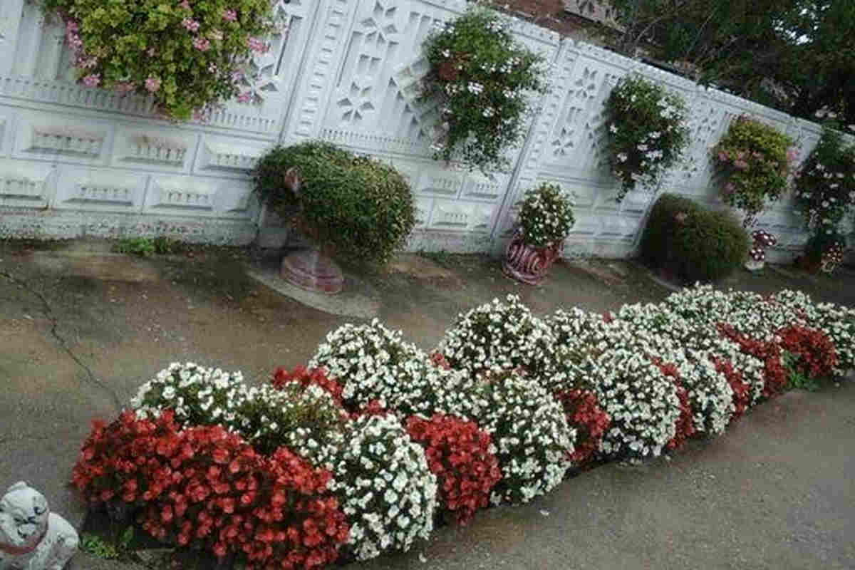 Cvetni raj u Lozoviku - Ukrasno i lekovito bilje | Agroklub.rs