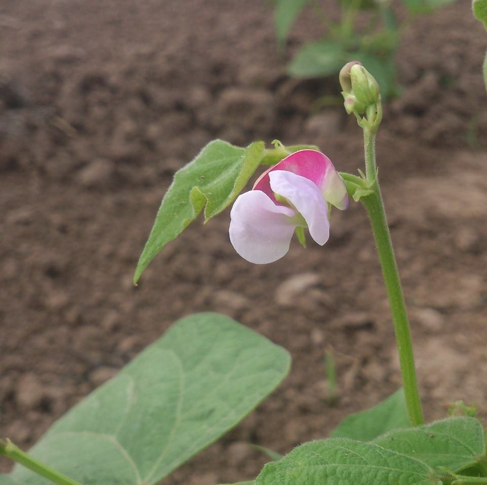slike graha - Fotoprilozi | Agroklub.com