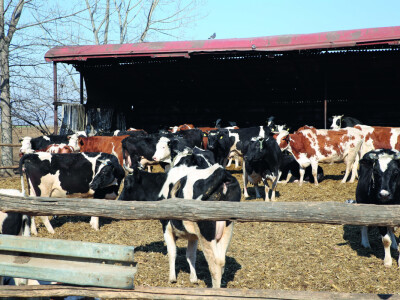 Krave - Foto prilozi | Agroklub.rs