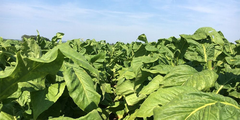 Hrvatski duhani d.d. | Agroklub.ba