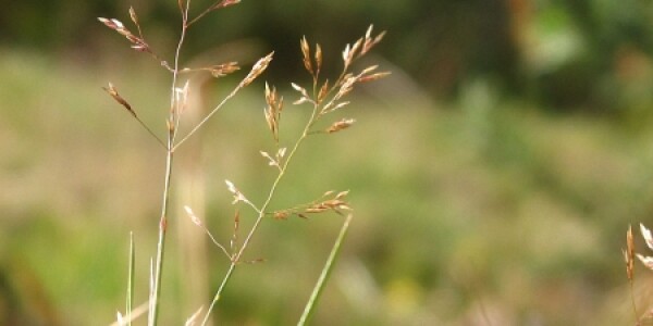 Rosulja tankolisna - Uzgoj, Gnojidba, Sorte, Sadnja, Sjetva, Berba ...
