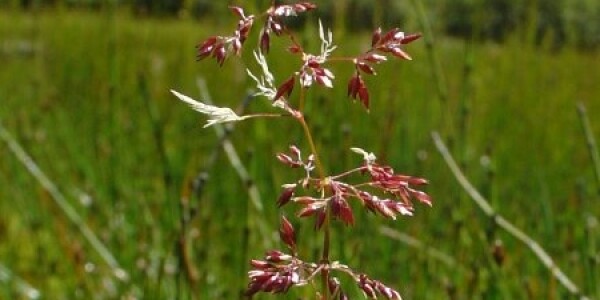 Rosulja vriježasta - Uzgoj, Gnojidba, Sorte, Sadnja, Sjetva, Berba ...