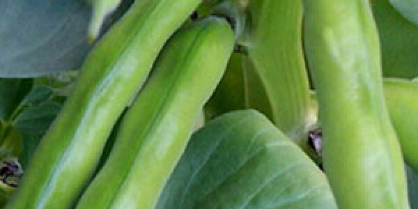 Bob - Uzgoj, Gnojidba, Sorte, Sadnja, Sjetva, Berba, Žetva, Uporaba ...