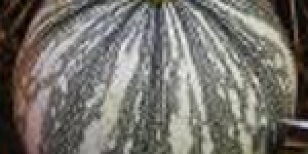 Bundeva zimska, zimska tikva - Gajenje, Đubrenje, Sorte, Sadnja, Setva ...