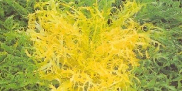 Endivija kudrava - Uzgoj, Gnojidba, Sorte, Sadnja, Sjetva, Berba, Žetva ...