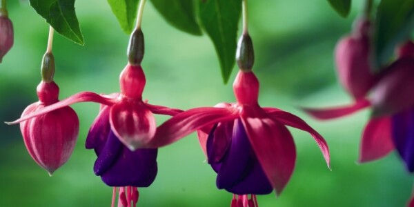 Fuksija - Uzgoj, Gnojidba, Sorte, Sadnja, Sjetva, Berba, Žetva, Uporaba ...