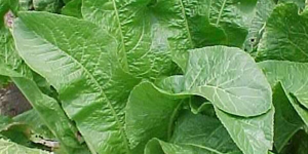 Hren - Uzgoj, Gnojidba, Sorte, Sadnja, Sjetva, Berba, Žetva, Uporaba ...