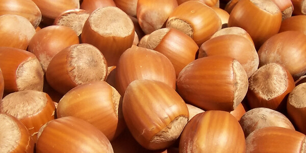 Lijeska - Uzgoj, Gnojidba, Sorte, Sadnja, Sjetva, Berba, Žetva, Uporaba ...